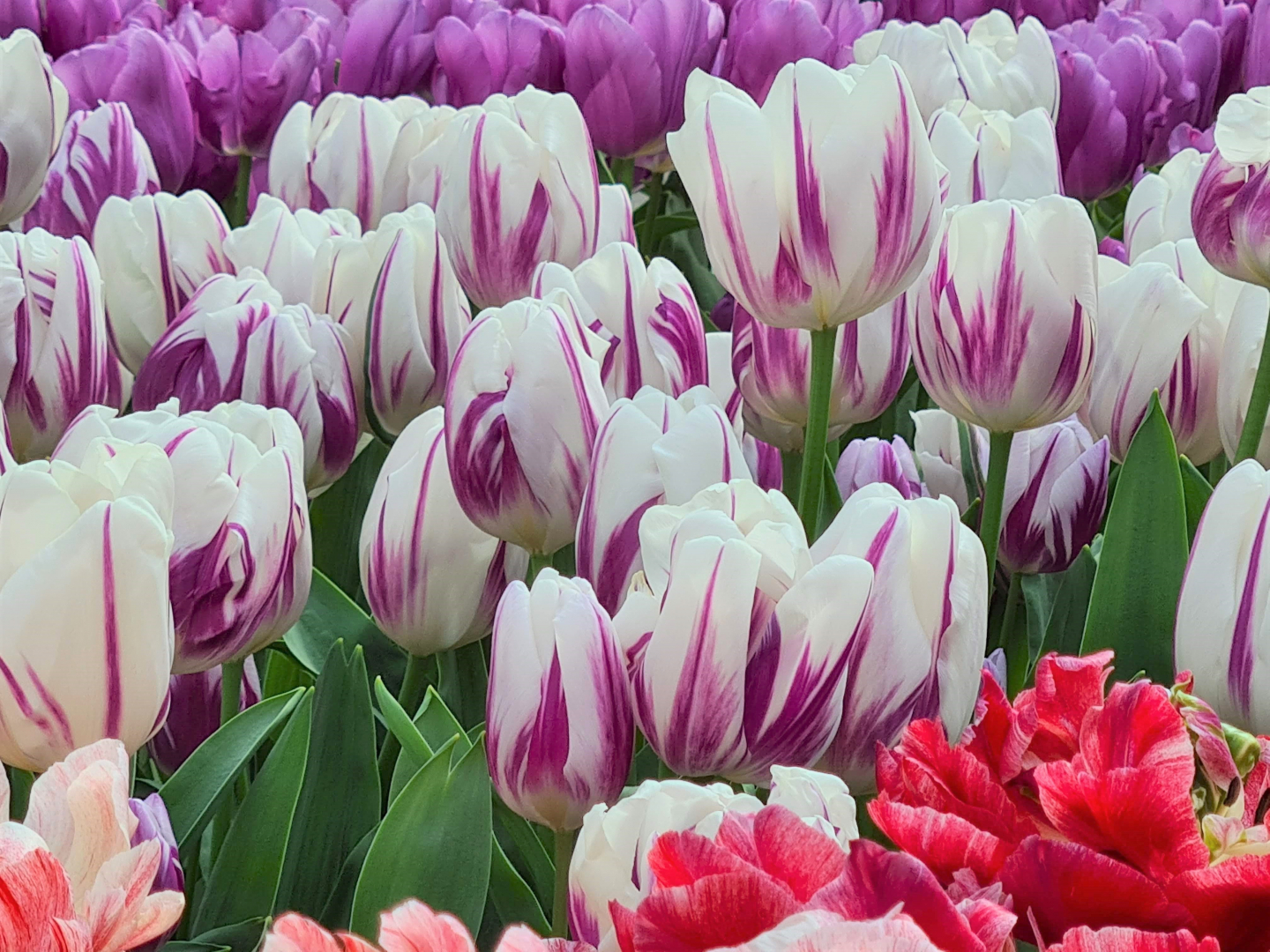 Flaming Flag | Rotteveel Bulb Company