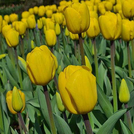 Novi Sun | Rotteveel Bulb Company